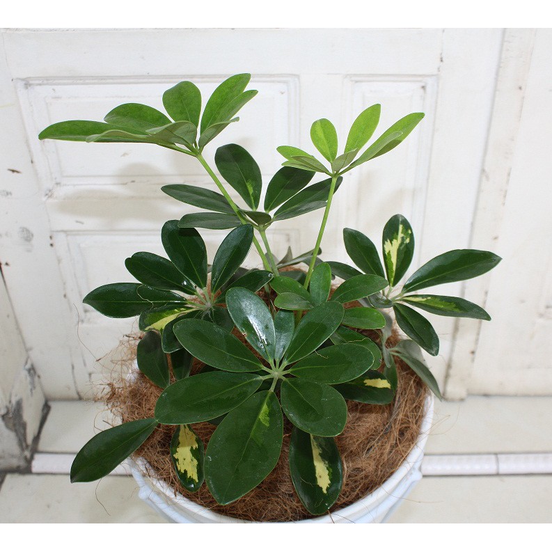 Jual tanaman hias indoor wali songo daun hijau Schefflera arboricola ...