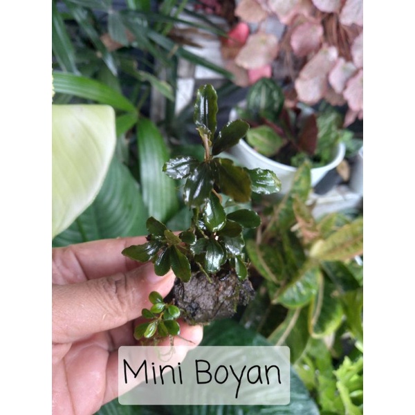Jual buce bucephalandra mini boyan batangan | Shopee Indonesia
