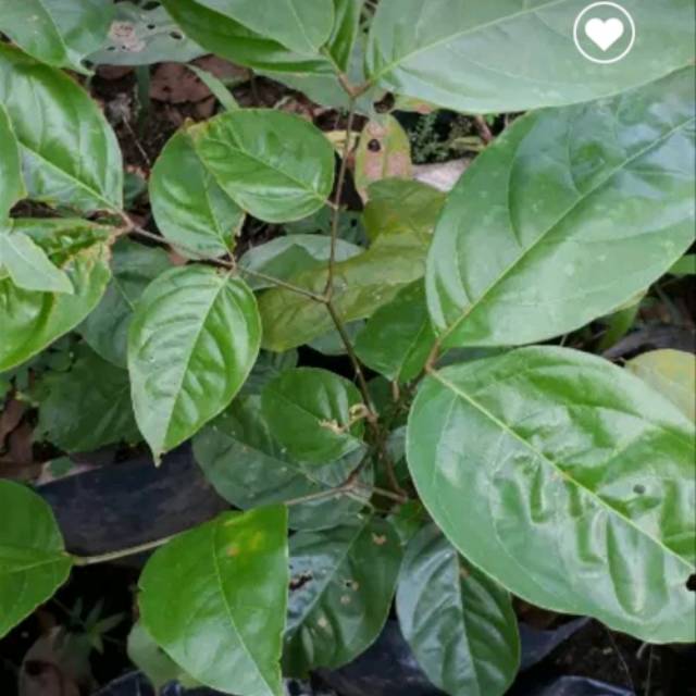 Jual Daun jengkol segar 50 lembar | Shopee Indonesia