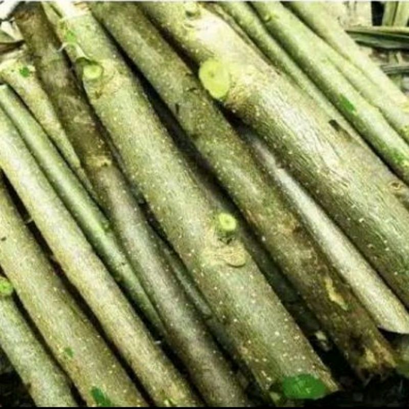 Jual Stek pohon Gamal pakan ternak | Shopee Indonesia