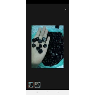 Jual jolang jaling Harga Terbaik & Termurah Oktober 2022 | Shopee Indonesia