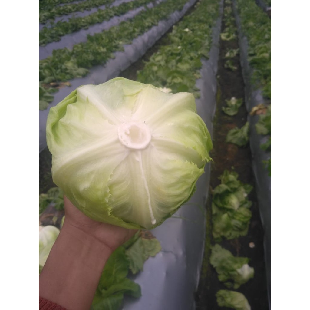 Jual Sayur Lettuce /kg | Shopee Indonesia