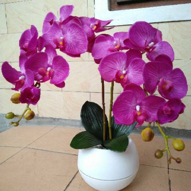 Rangkuman Gambar Bunga Anggrek Serat Terpopuler - Informasi Seputar ...