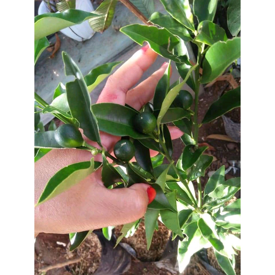 Jual Bibit Jeruk Tongheng Kondisi Berbuah | Shopee Indonesia