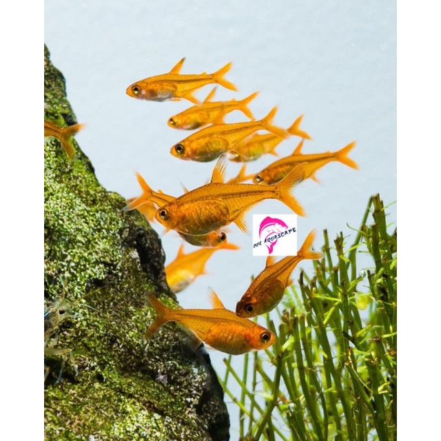 Jual ikan hias schooling amandae tetra aquascape | Shopee Indonesia