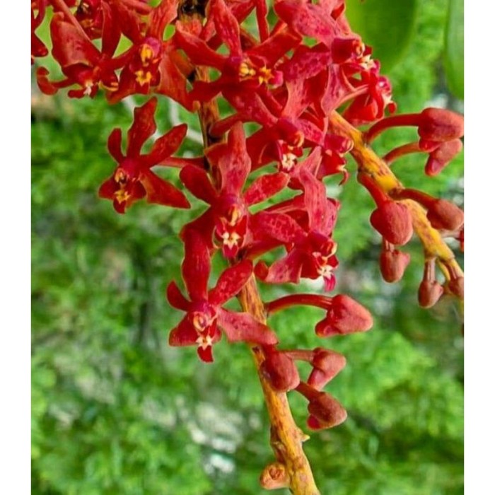 Jual Anggrek dendrobium Renanthera engolata angrek epfit langka ...