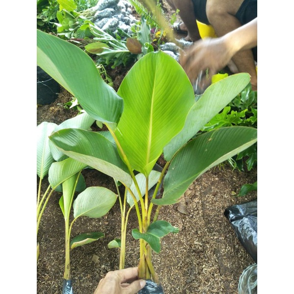 Jual Tanaman hias pisang calathea lutea - pisang pisangan - calathea ...