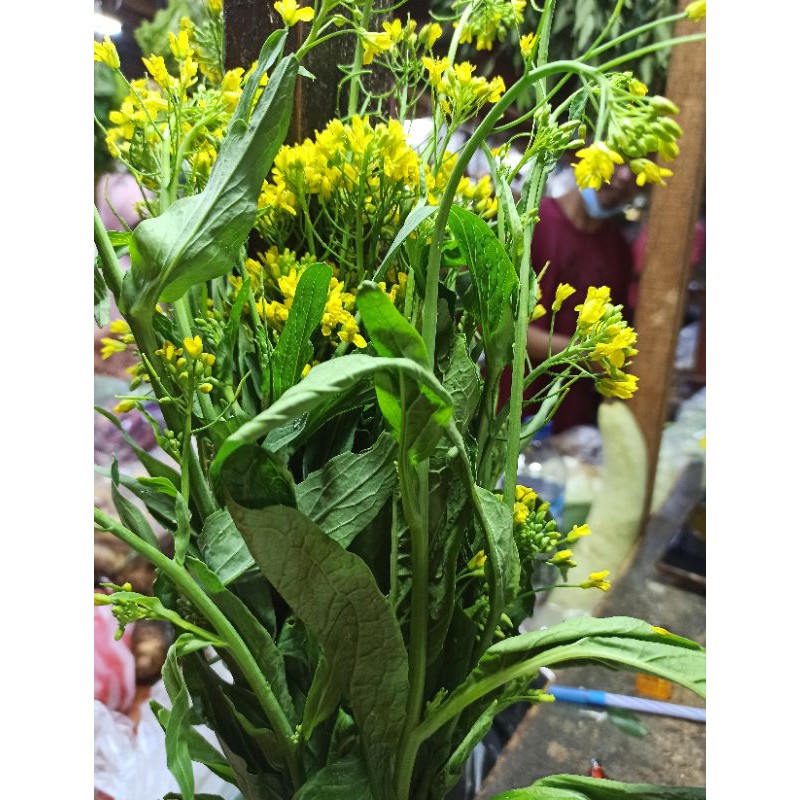 Jual BUNGA CAISIM / BUNGA SAWI SEGAR PER IKAT | Shopee Indonesia