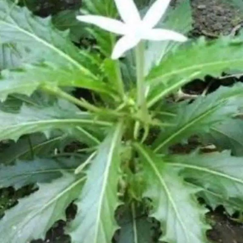 Jual kitolod/korejat, daun tolod, kendali, sangkobak | Shopee Indonesia