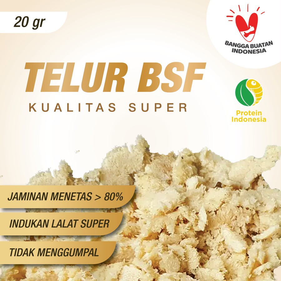 Jual Telur Black Soldier Fly Kualitas Super / Telur Maggot Egg BSF ...