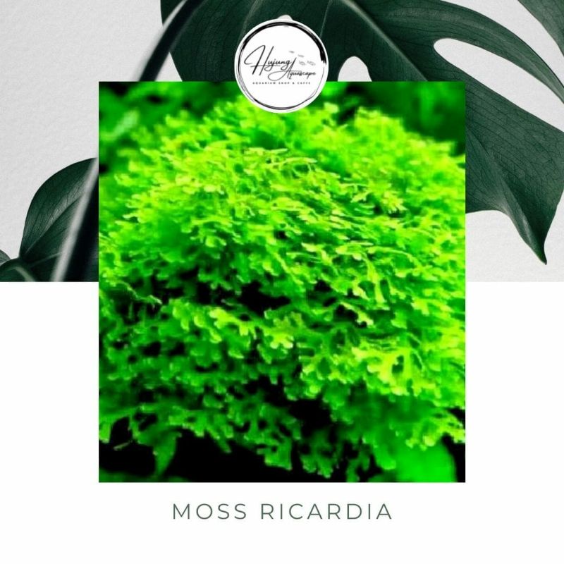 Jual Moss Aquascape Java Ricardia - Untuk design Aquascape atau ...