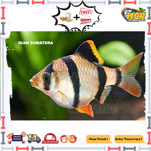 Jual Ikan sumatra 4 EKOR | Shopee Indonesia