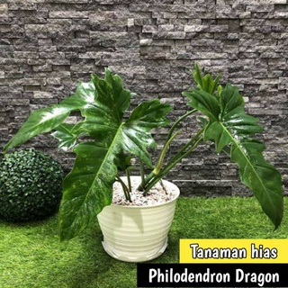 Jual Tanaman hias philo dragon varigata golden/philodendron dragon ...