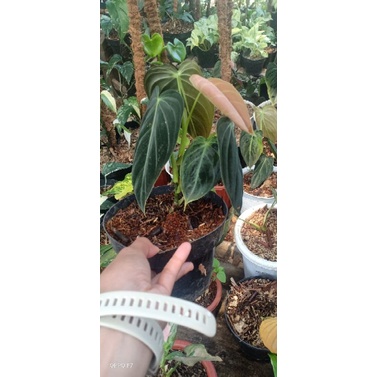 Jual pilo dendron melano (6daun) | Shopee Indonesia