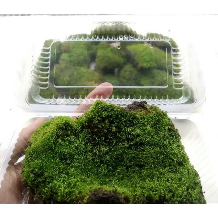 Jual Star moss Moss paludarium Moss terrarium Moss vivarium 15x10 cm ...