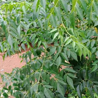 Jual Daun mindi /segar/melia azedarach | Shopee Indonesia