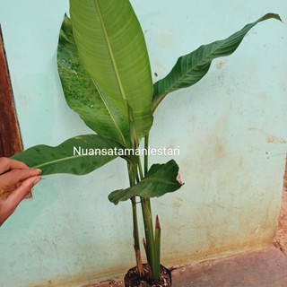 Jual Tanaman pisang karibay/pohon pisang karibai | Shopee Indonesia