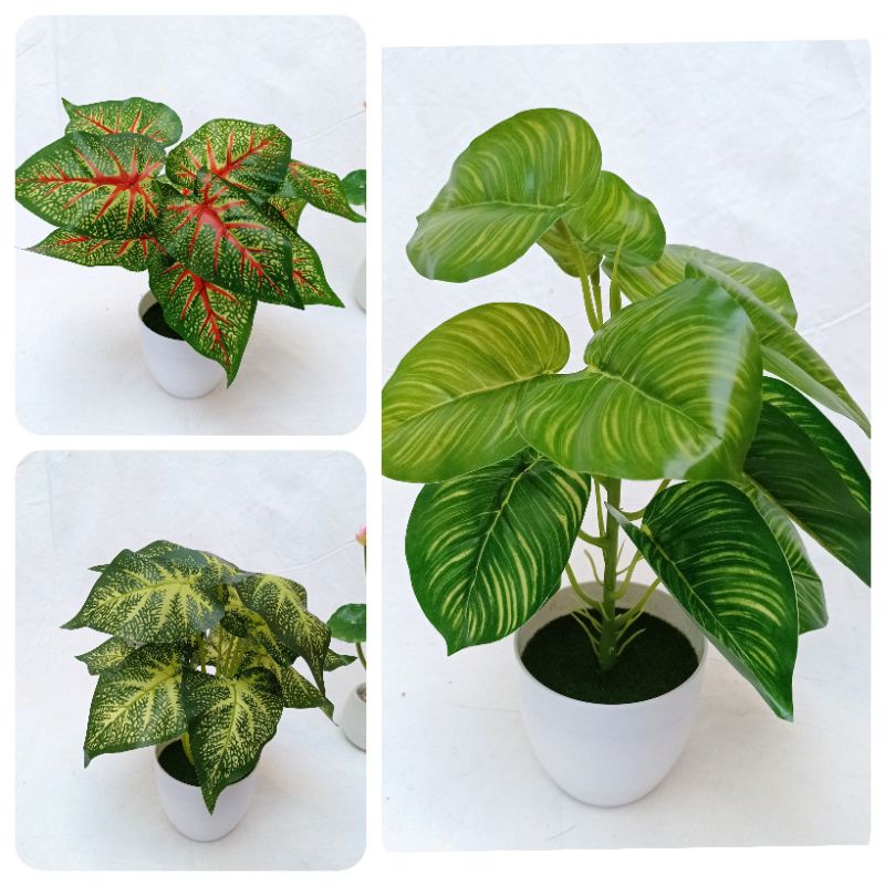 Jual Tanaman hias monstera palem mini pot 10 cm tinggi -/+25 cm ...