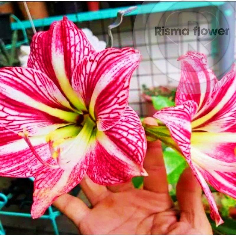 Jual Tanaman hias pohon Bakung amarilis cantik kombinasi merah / bunga ...