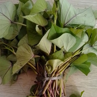 Jual Daun ubi jalar muda fresh/daun godong telo rambat harga per ikat ...