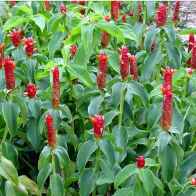 Jual Pohon Pacing Pentul - Tanaman Hias Pohon Pacing Pentul Bunga Merah ...