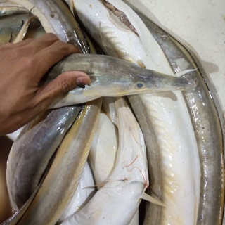 Jual Ikan Cunang Ikan Remang Ikan Laut Segar Seafood Hasil Laut Segar 1 ...