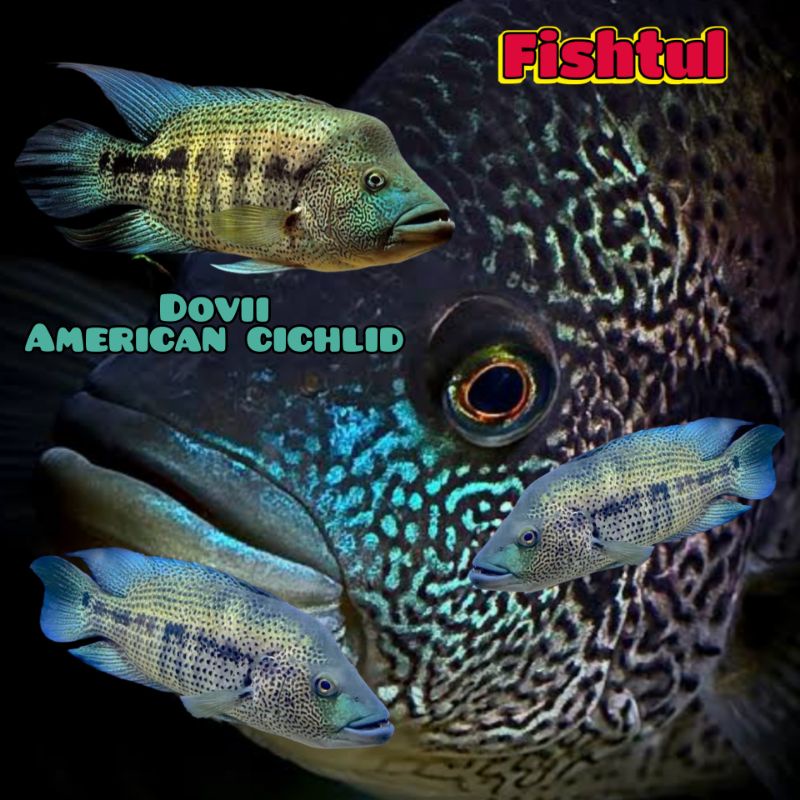 Jual Cichlid Dovii | Shopee Indonesia