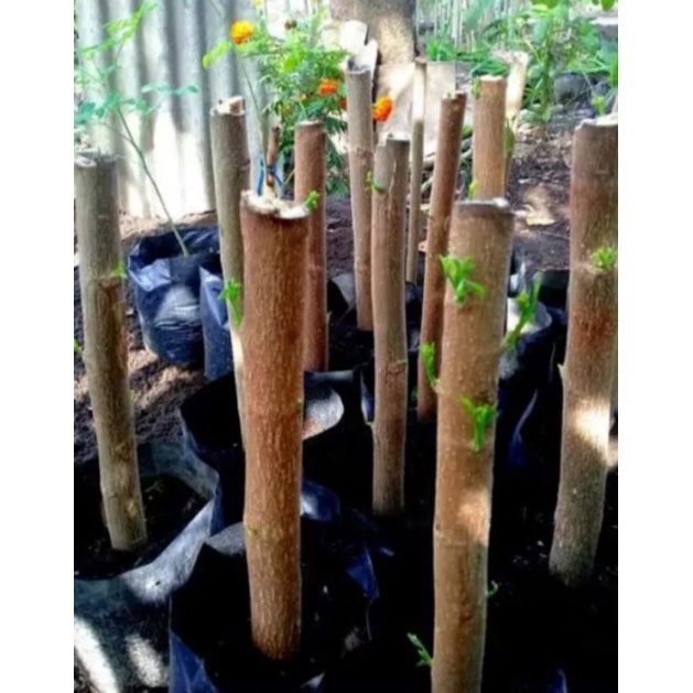Jual Bibit Stek pohon kelor/bibit kelor tanaman herbal panjang 30cm ...