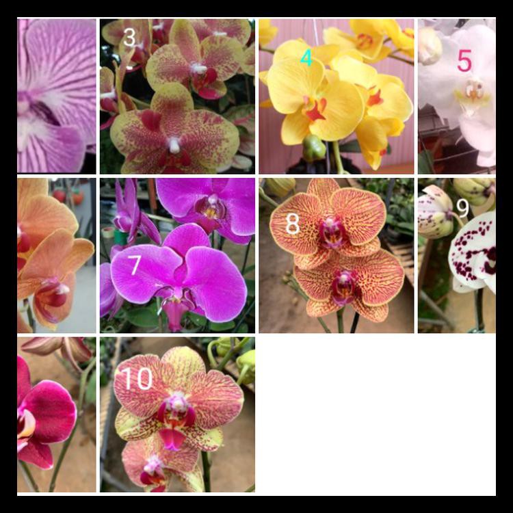 Kumpulan 30+ Tanaman Anggrek Macam Macam Gambar Bunga Populer ...