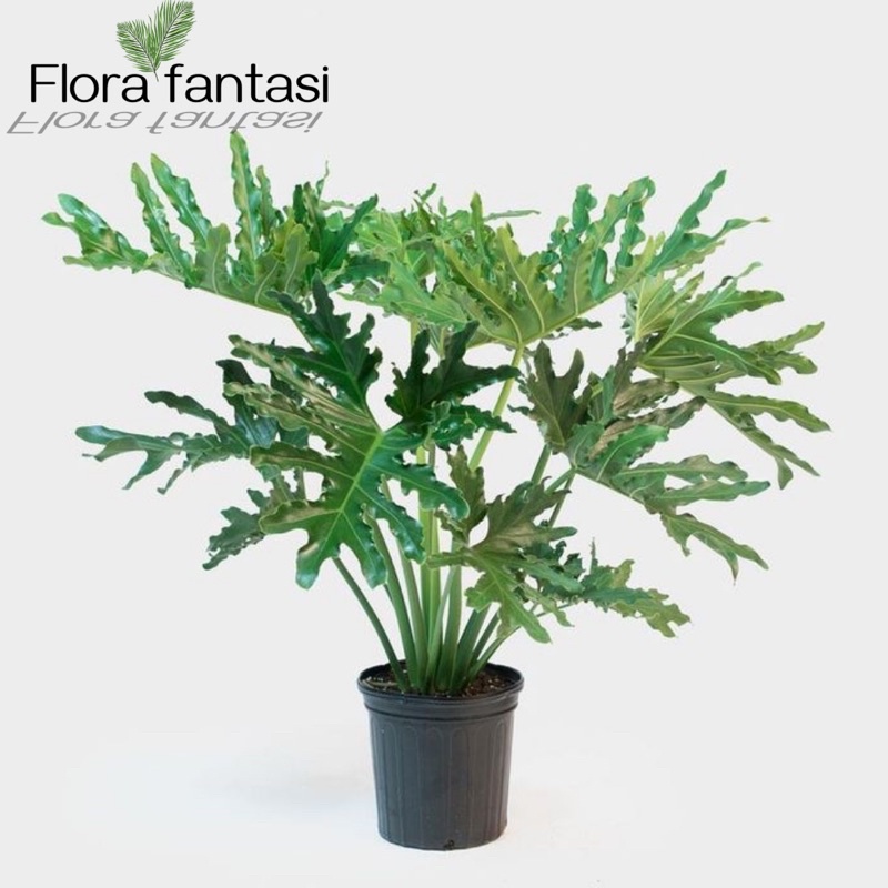 Jual tanaman hias philodendrum selloum philo jari monstera+pilo Tanaman ...