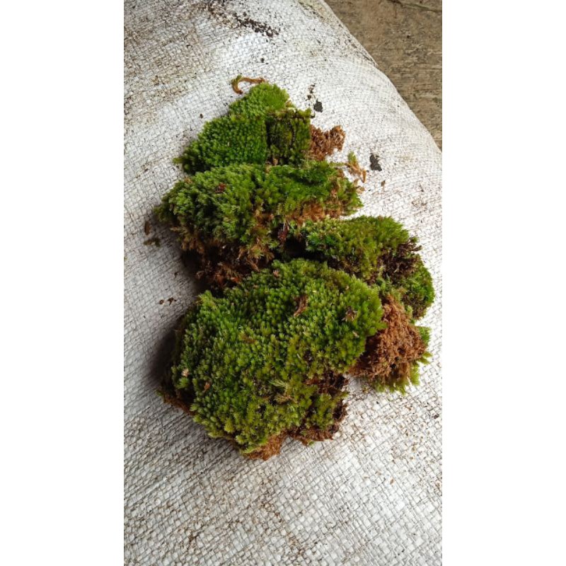 Jual lumut segar | Shopee Indonesia