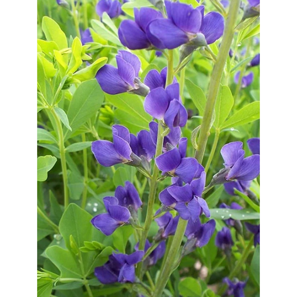 Jual Bibit Benih Biji Blue Flower Indigo False - Biji Tanaman Pohon ...