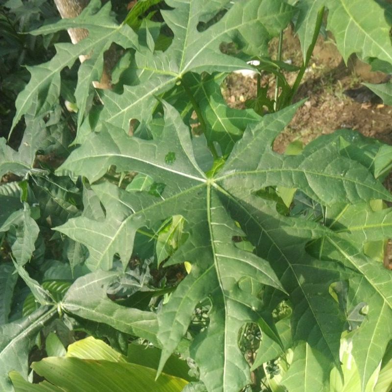 Jual Daun gedi segar herbal pres 500 gram | Shopee Indonesia