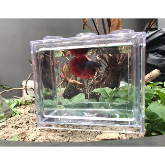 Jual Akuarium Ikan Cupang Akrilik Aquarium Mini Acrylic Mi-08 | Shopee ...