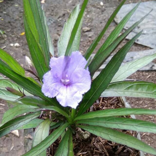 Jual Tanaman Ruwelia Bunga ungu | Shopee Indonesia