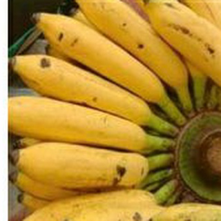 Jual pisang jantan /pisang uli legit fresh per 1sisir | Shopee Indonesia