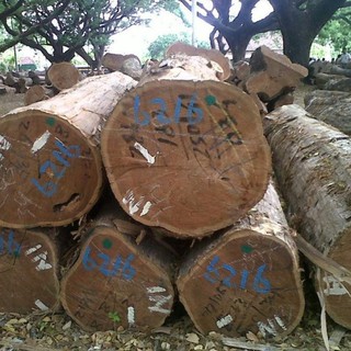Jual 100 BIJI BENIH KAYU JATI SUPER SIAP SEMAI PLING DICARI | Shopee ...