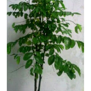 Jual Katuk (pohon) | Shopee Indonesia