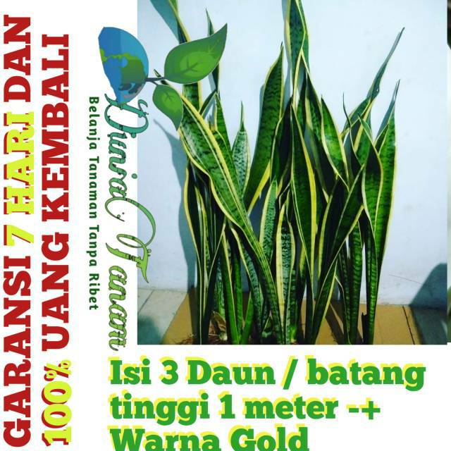 Jual TANAMAN HIAS LIDAH MERTUA / Sensivera |benih tanaman / bibit pohon ... Jual TANAMAN HIAS LIDAH MERTUA / Sensivera |benih tanaman / bibit pohon ...