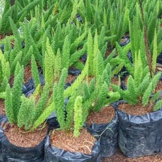 Jual Pohon Ekor tupai mini | Shopee Indonesia