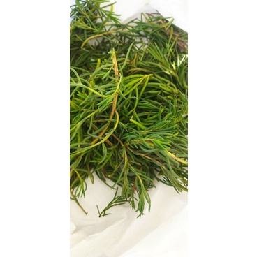 Jual Alur Laut / Sayuran Alur laut Indonesia|Shopee Indonesia