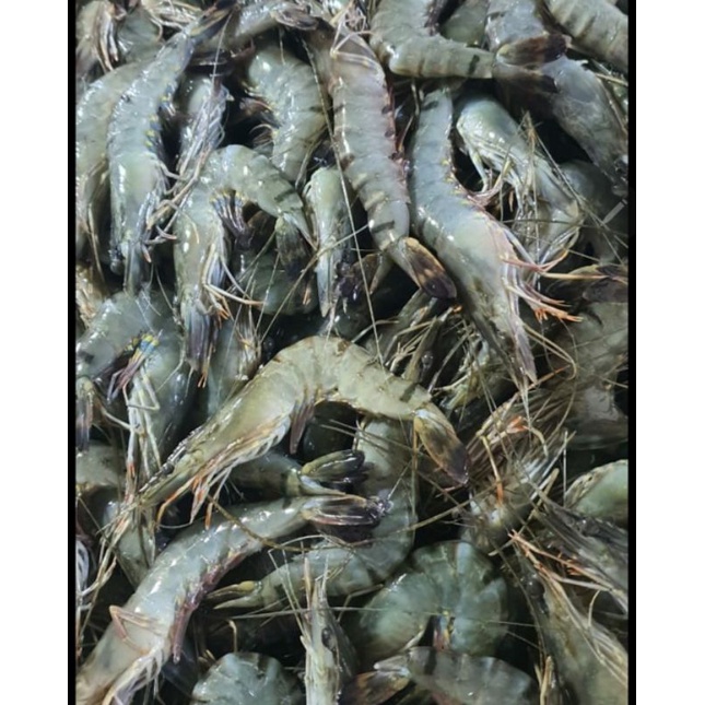 Jual Udang Windu / Udang Hijau / Tiger Prawn | Shopee Indonesia