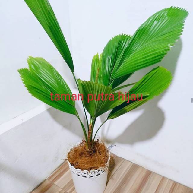 Jual Tanaman hias palem kol/Tanaman Hidup Palem Kol | Shopee Indonesia