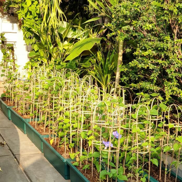 Jual tanaman rambat morning glory - tanaman hias morning glory | Shopee ...