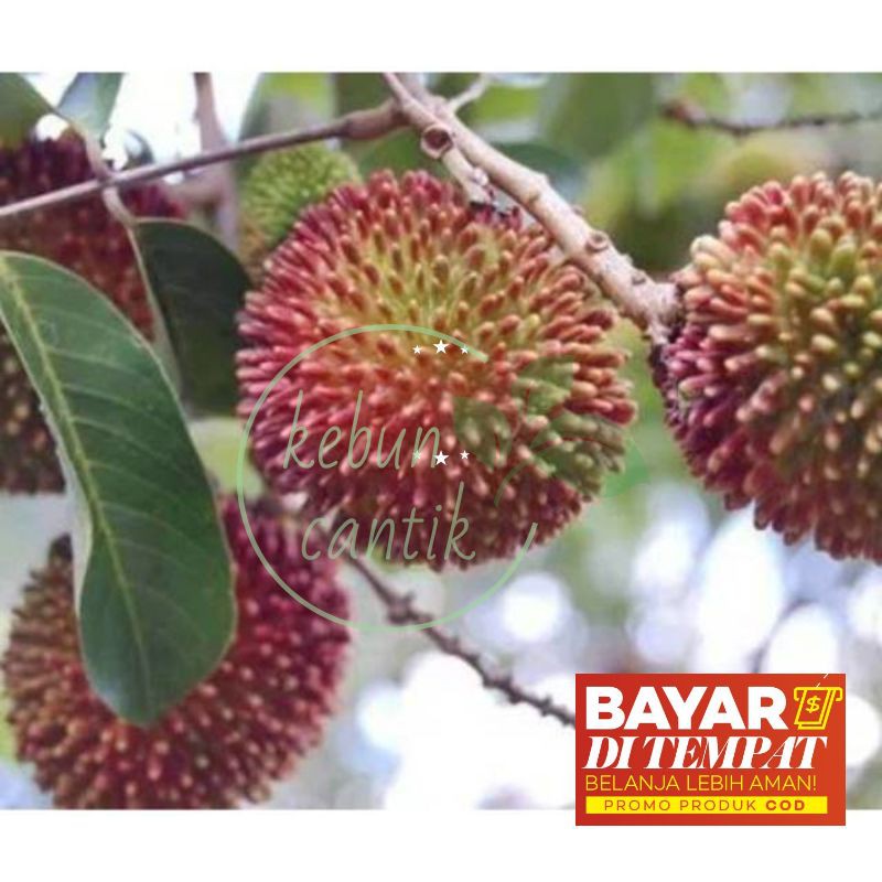 bibit tanaman buah rambutan rapiah | Shopee Indonesia bibit tanaman buah rambutan rapiah | Shopee Indonesia
