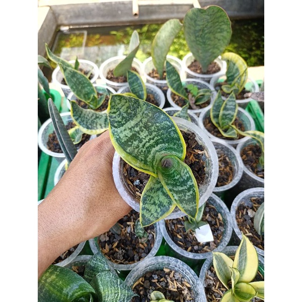 Jual SANSEVIERIA TWISTER PLANT SANSIVERA SANSEVIERA LIDAH MERTUA ...