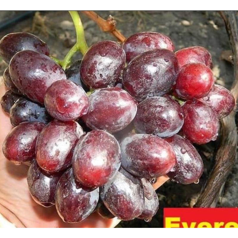Jual Anggur import varian everest manis sekali | Shopee Indonesia