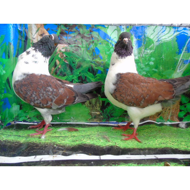 Fantastis, Capai 1 Miliar, ini Jenis dan Harga Burung Merpati Hias ...