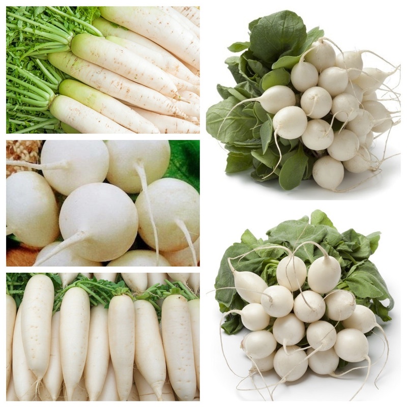 Jual SeedCenter 2 Benih Biji Lobak Putih White Radish Daikon Raphanus ...