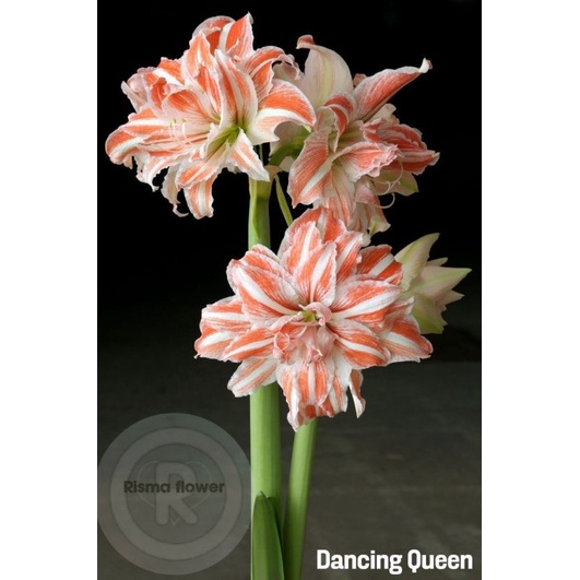 Jual Tanaman hias Bakung amarilis bunga orange putih kombinasi ( Bunga ...